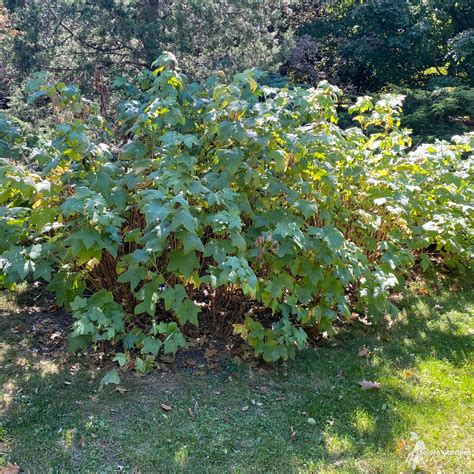 Rubus Odoratus 3 Purple Flowering Raspberry Scioto Gardens Nursery
