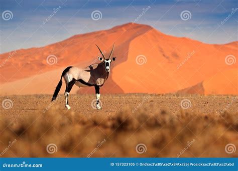 Gemsbok With Orange Sand Dune Evening Sunset Gemsbuck Oryx Gazella