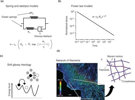 Models Of Cell Rheology A Spring And Dashpot Representation Of
