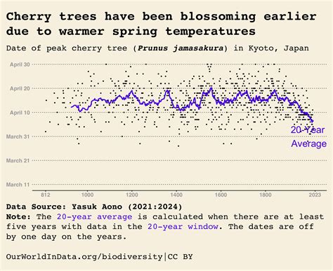 Alierwai Datastudio Kyoto Cherry Blossom Trend Recreating