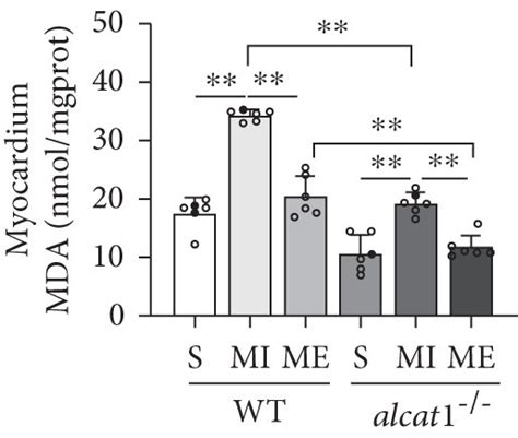 Aerobic Exercise And Knockout Alcat1 Reduced Cardiac Oxidative Stress Download Scientific