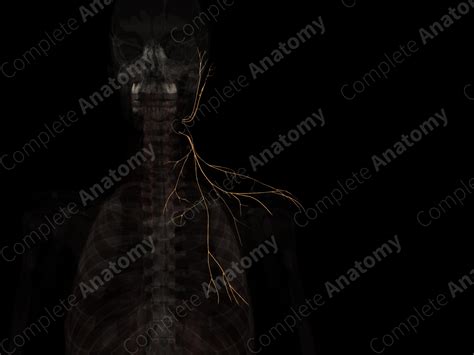 Superficial Branches Of Cervical Plexus Left Complete Anatomy