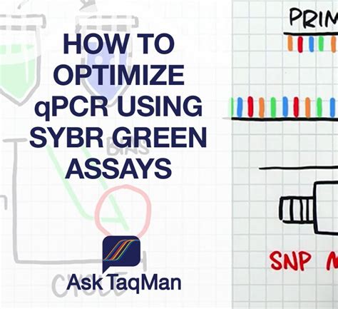Optimize Qpcr Using Sybr Green Assays Ask Taqman 38 Behind The Bench