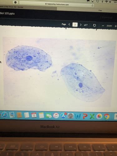 Human Bio Lab Exam 1 Flashcards Quizlet