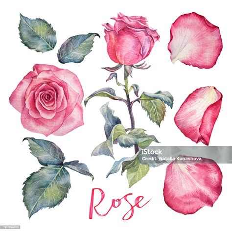 흰색 배경에 고립 된 녹색 잎과 수채화 핑크 장미를 설정합니다 발렌타인 데이 또는 3 월 8 봄을 위해 손으로 그린 식물꽃