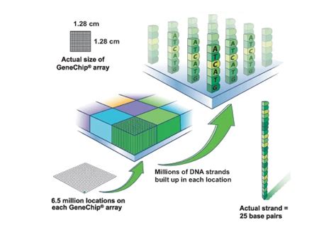 Dna Microaray1pptx Principle And Applications Ppt