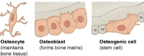 Chapter BONE TISSUE AND THE SKELETAL SYSTEM Flashcards Quizlet