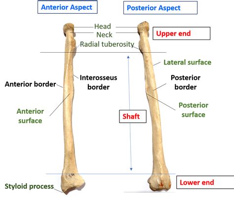 Radius Anatomy