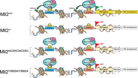 A Working Model For Mll2 Compass During Development 1 St Panel Download Scientific Diagram
