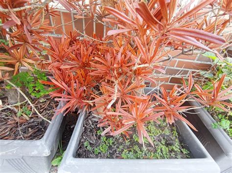 Wilted Podocarpus Macrophyllus Turns Red After Drying The Leaves Turn