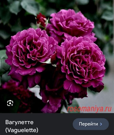 Lavardi ყინვა გამძლე და სურნელოვანი ნამყენი ნერგები 15