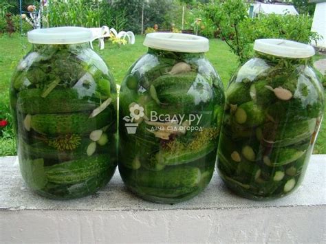 Рецепт маринованных огурцов с горчицей лучком и зеленью фото Recipe Pickles Cucumber