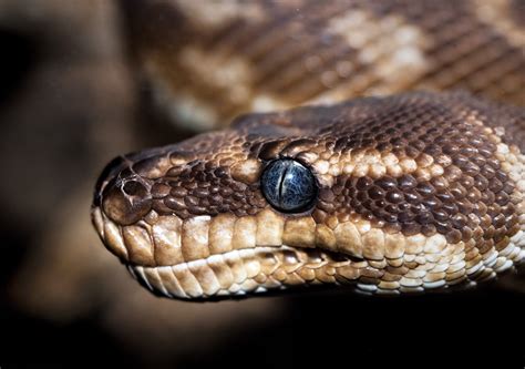 Checkmarx Uncovers Persistent Python Package Threat