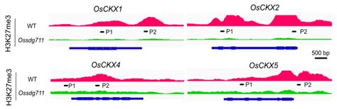 Chip Seq Dap Seq Atac Seq Cutandtag结果可视化 Igv使用攻略 知乎