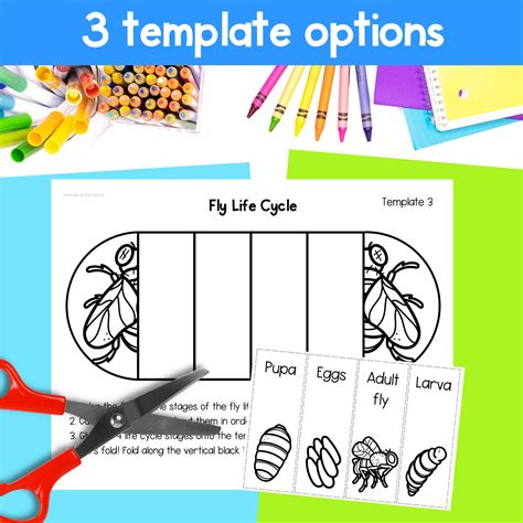 Life Cycle Of A Fly Foldable Sequencing Activity Cut And Paste Science