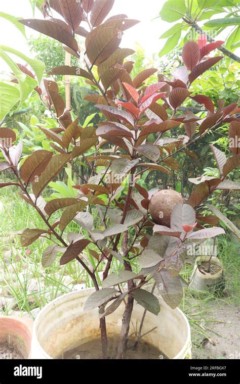 Australian Guava Tree Grafted On Pot In Farm For Harvest Are Cash Crops Stock Photo Alamy