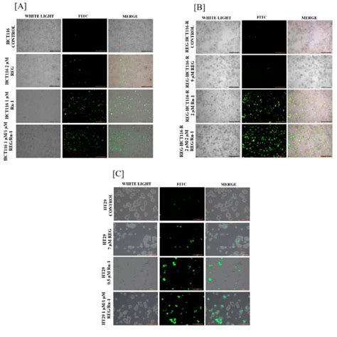 Ros Generation Analysis By Dchf Da Staining On A Hct 116 B