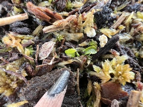 Iphone Macro Mode Rsavagegarden