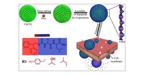 Surface Self Assembly Of Dipeptides On Porous Caco3 Particles Promoting