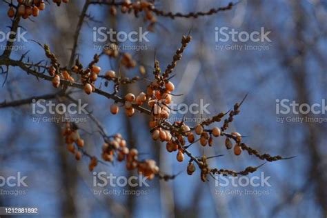 3 월에 흰 열매와 가시와 바다 갈매 나무속 데시 듀오이 지점 클로즈업 3월에 대한 스톡 사진 및 기타 이미지 3월 가을 갈매나무 Istock