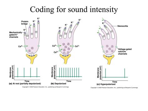 Ppt The Auditory And Vestibular Systems Powerpoint Presentation Free Download Id5603384