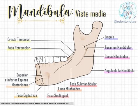 Anatomía De La Mandíbula Y El Maxilar Bruxismo Y Osteopatía Ramon