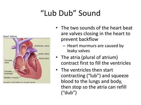 Ppt Heart And Blood Vessels Powerpoint Presentation Free Download