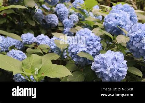 Hydrangea Macrophylla Blue Stock Videos And Footage Hd And 4k Video