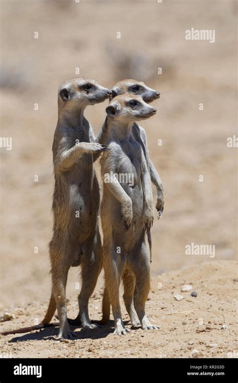 Stehendes Erdmännchen Suricata Suricatta Auf Der Hut Kgalagadi