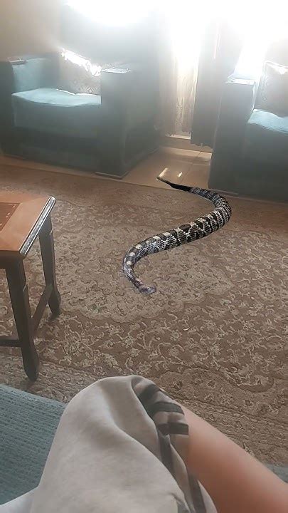 سعبان🐍 Youtube