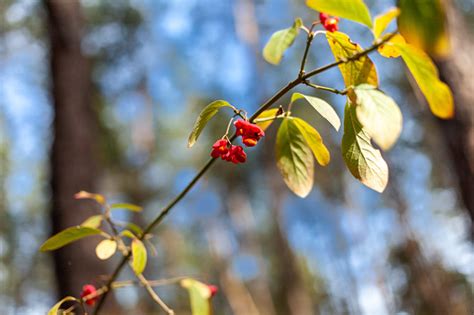 작은 등불을 닮은 작고 분홍빛이 도는 주황색 과일이 모여있는 스핀들 나뭇 가지 0명에 대한 스톡 사진 및 기타 이미지 0명 가을 과일 Istock