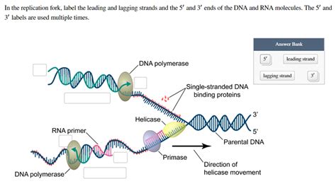 Solved In The Replication Fork Label The Leading And