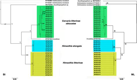 Phylogenetic Relationships Between Himasthla Spp Based On Bayesian