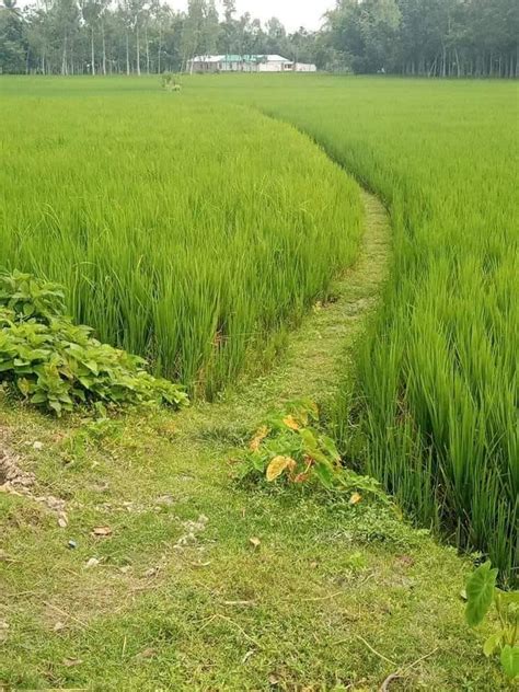 Ldr Indonesia Celana Yang Nyaman Dipakai Disegala Aktivitas Tanpa Merasa Canggung Untuk