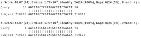 Check PCR Primer Specificity Using BLAST But Without Primer Blast