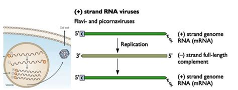Genome Replication Flashcards Quizlet