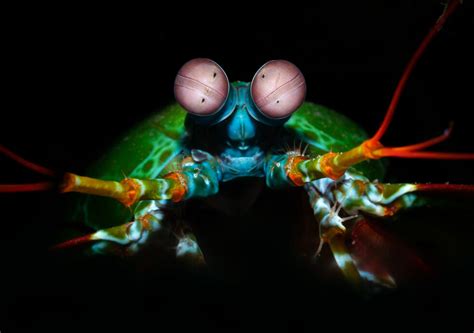 Peacock Mantis Shrimp Eyes
