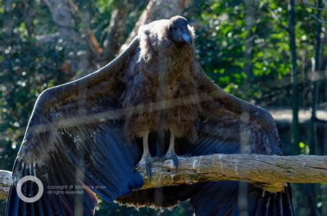 Laurence Shaw Ajs Art