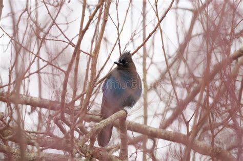 Steller S Jay Feeding In Woods Stock Image Image Of Face Feeders