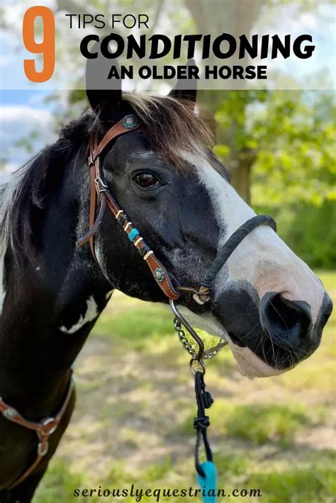 Tips For Conditioning An Older Horse