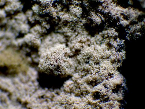 Anamorfo De Hypoxylon Rubiginosum Microscopía Foro De Micología