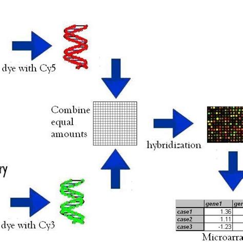 The Process Of Microarray Technique Download Scientific Diagram