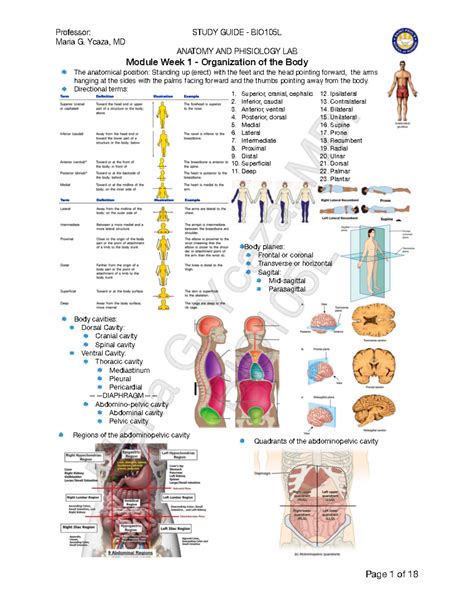 Cheatsheet Maria G Ycaza Md Anatomy And Phisiology Lab Module Week
