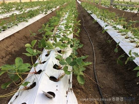경남도농업기술원 시설딸기 정식작업 요령 기술지원 실시 친환경투데이 그린버스 신문사 Greenverse Press