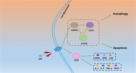 Autophagy And Apoptosis In Mac T Cells Are Regulated Through Ampk Mtor Ulk1 Pathway Signaling