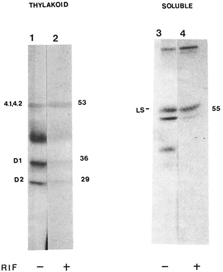 Rifampicin Treatment During The Light Period Inhibits Synthesis Of D 1 Download Scientific