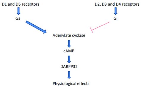 Dopamine Feedback Circuit Diagram