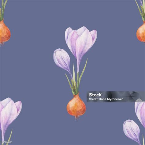크로커스 패턴 사프란 밭 보라색 크로커스가 있는 매끄러운 패턴 투명한 배경에 매끄러운 패턴 배경 그림입니다 배경 줄 바꿈 0명에