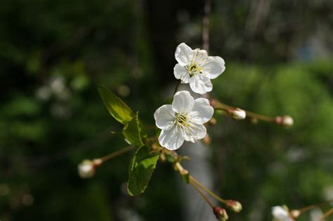 무료 이미지 자연 분기 화이트 과일 잎 식품 봄 녹색 생기게 하다 식물학 정원 플로라 야생화 꽃들 관목 아름다움 작은 가지 개화 매크로