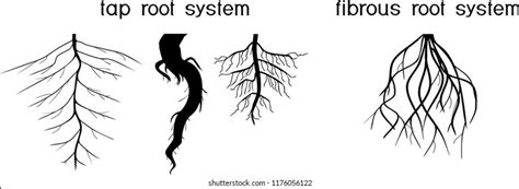 Root System Royalty Free Images Stock Photos Pictures Shutterstock